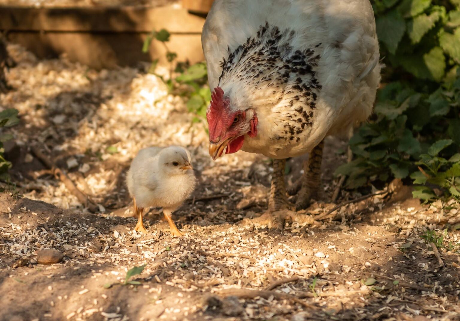 Raising Chicks with Mother Hen - Backyard Poultry